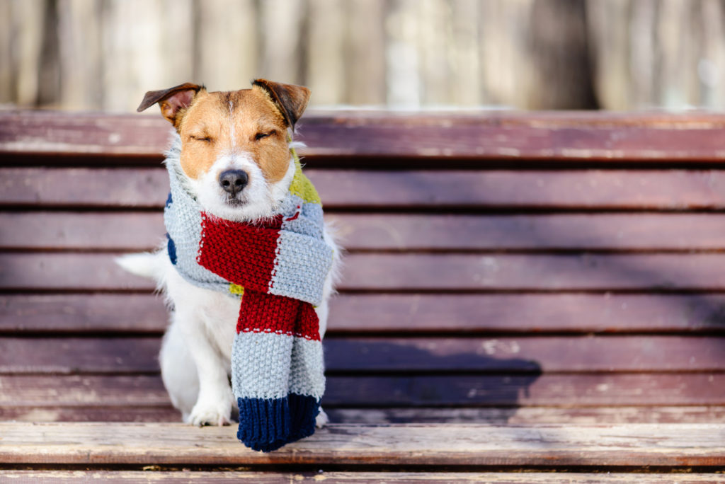 How to Keep Outdoor Pets Warm This Winter - Mathews CCAC